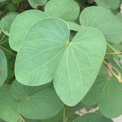 Companion—Platform | Are.na