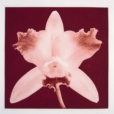 rebecca picanso | Are.na